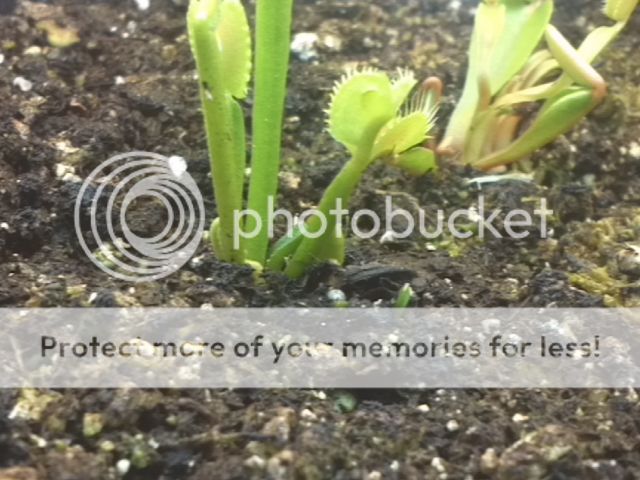 nice little suprise :) - FlyTrapCare Forums