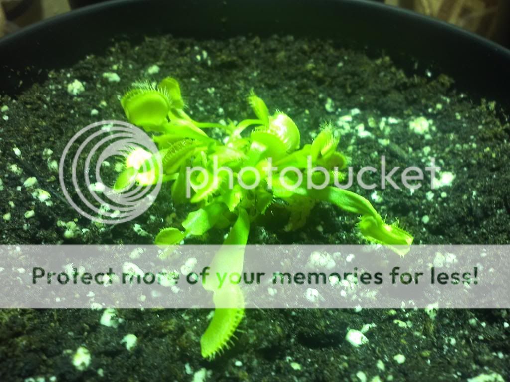 Hi new here check out my setup - FlyTrapCare Forums