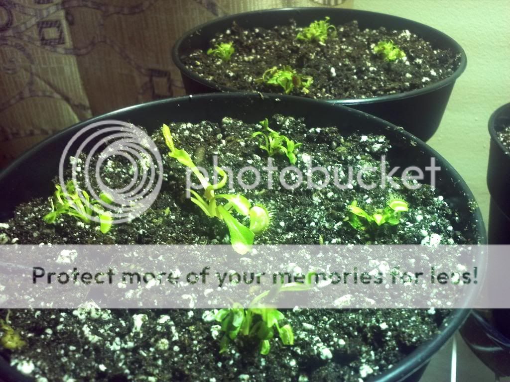 Hi new here check out my setup - FlyTrapCare Forums