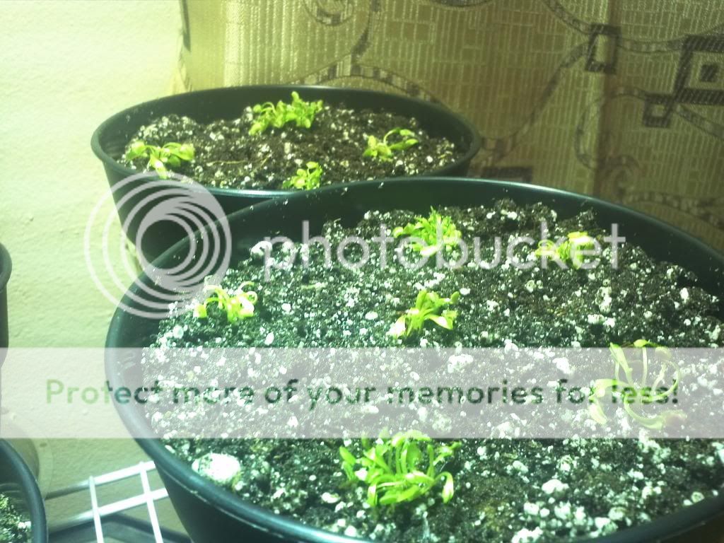 Hi new here check out my setup - FlyTrapCare Forums