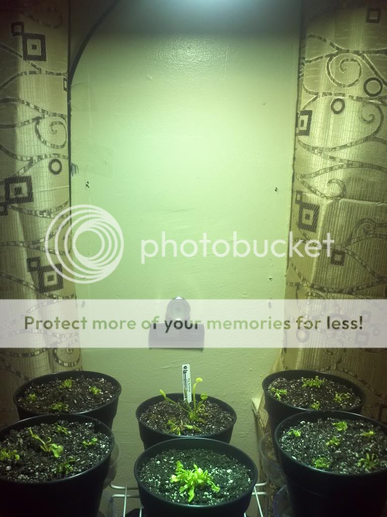 Hi new here check out my setup - FlyTrapCare Forums