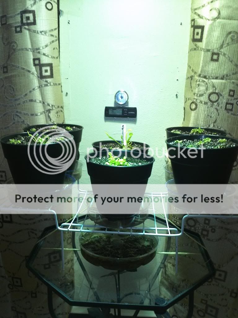 Hi new here check out my setup - FlyTrapCare Forums