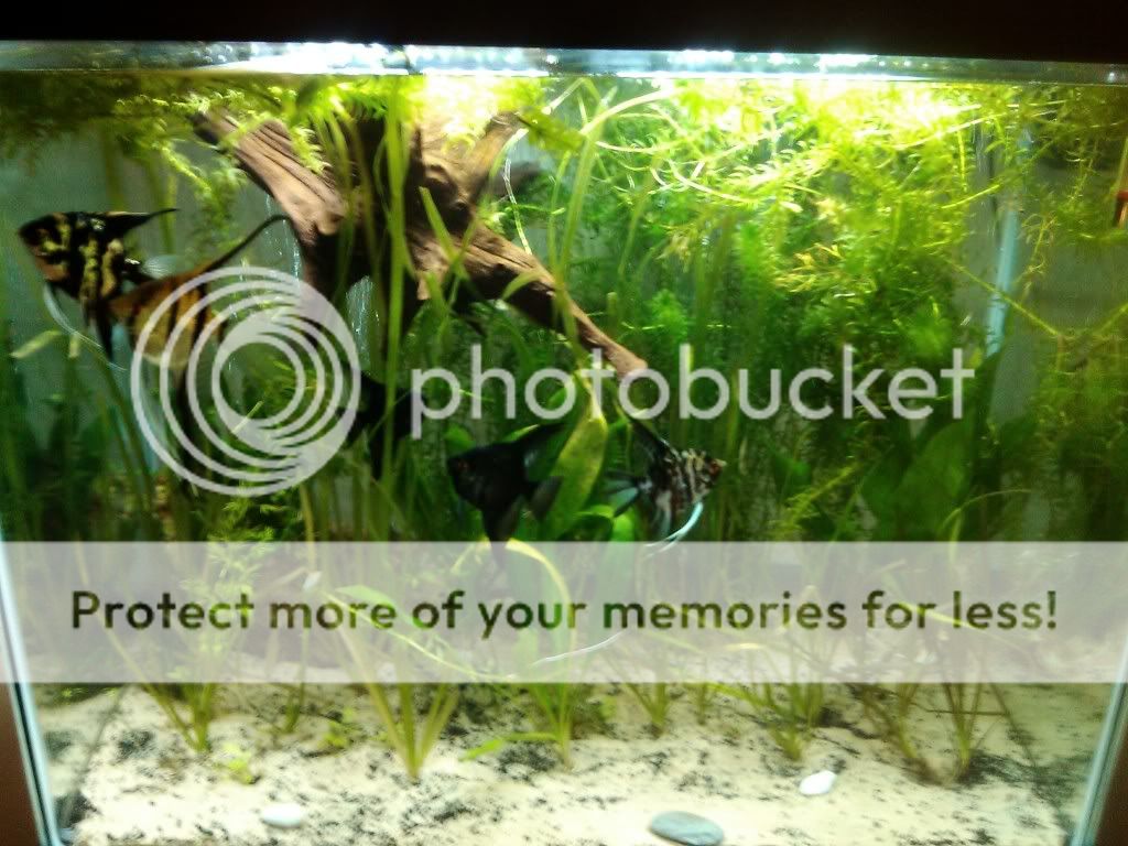 Newly planted Angelfish tank | The Planted Tank Forum