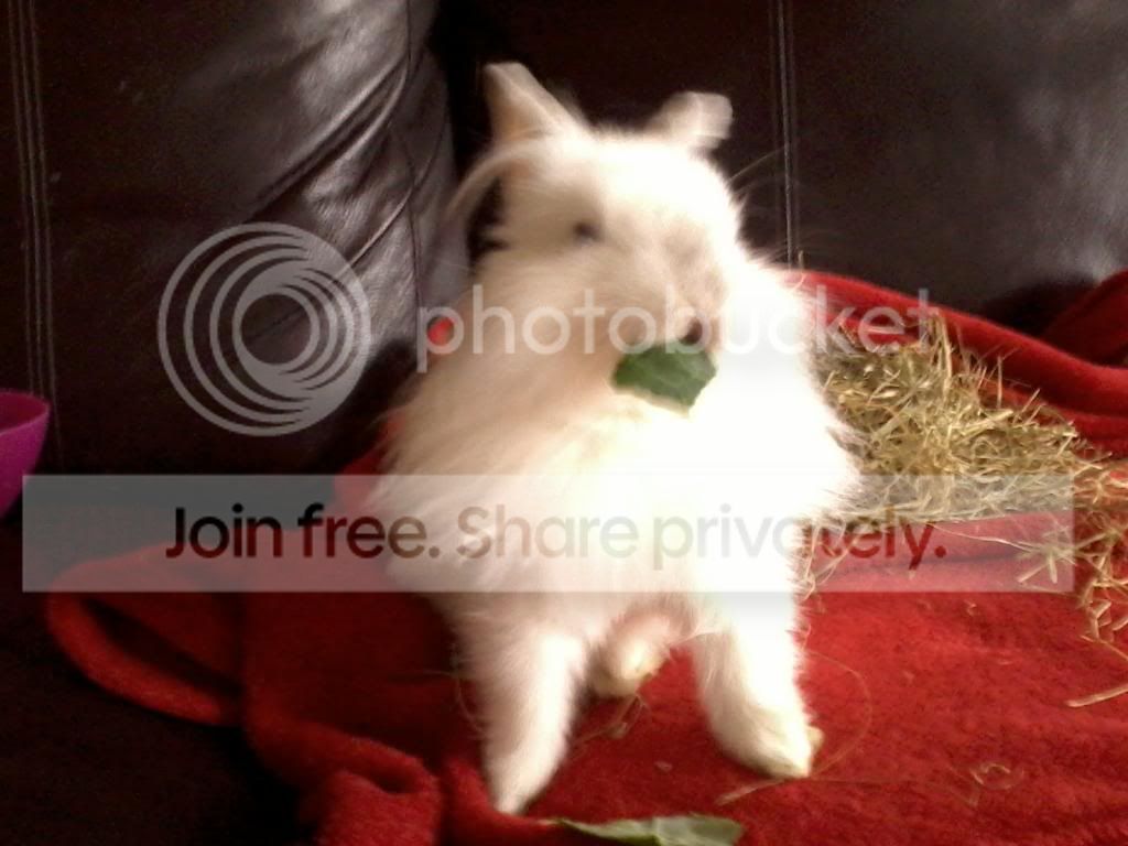 Introducing Violet, completely blind baby bunny. | Rabbits United