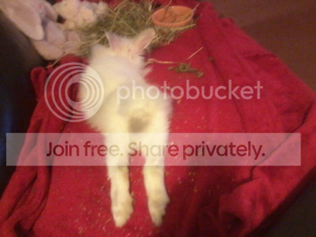 Introducing Violet, completely blind baby bunny. | Rabbits United